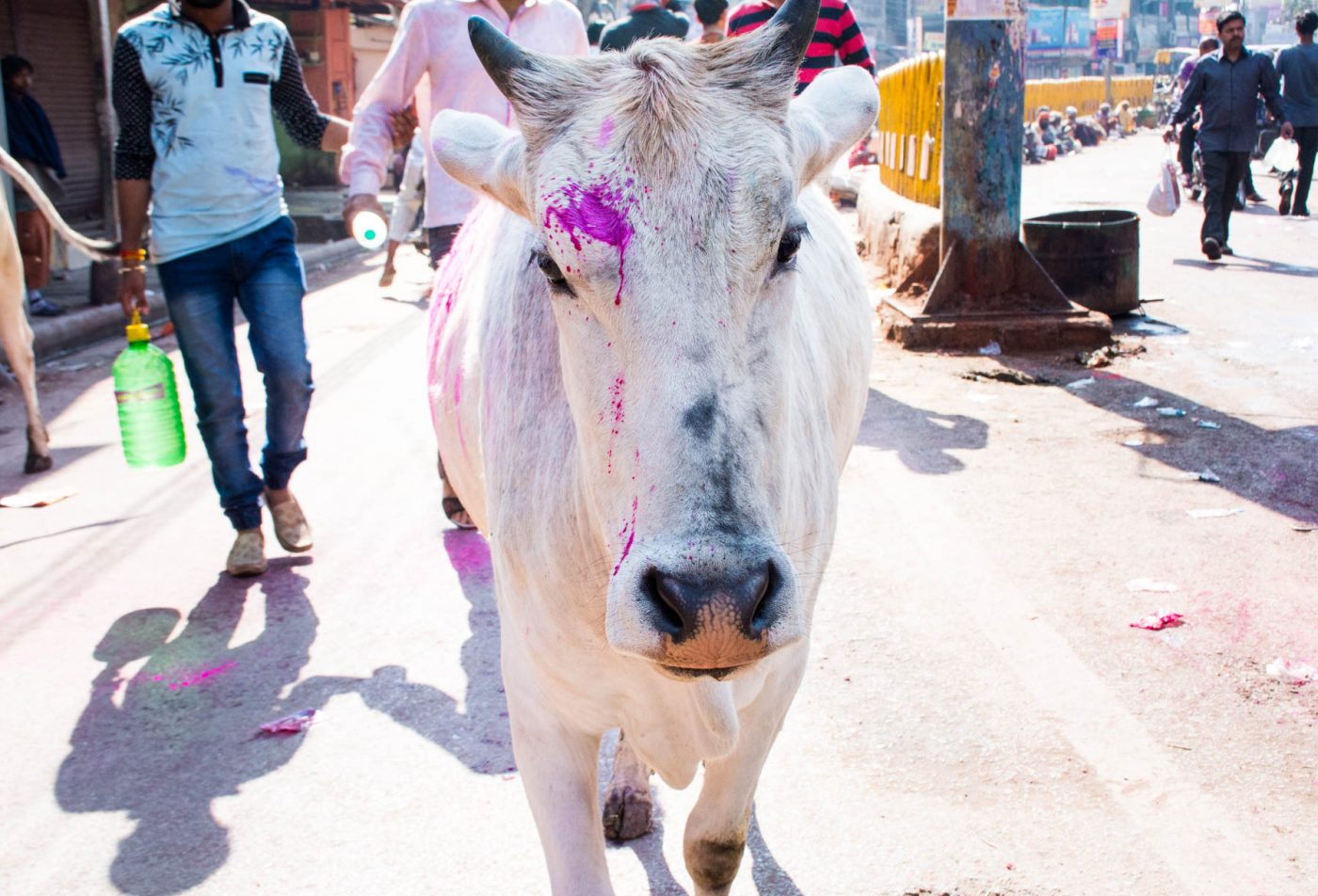 Complete Guide To Playing Holi In Varanasi - Lost With Purpose